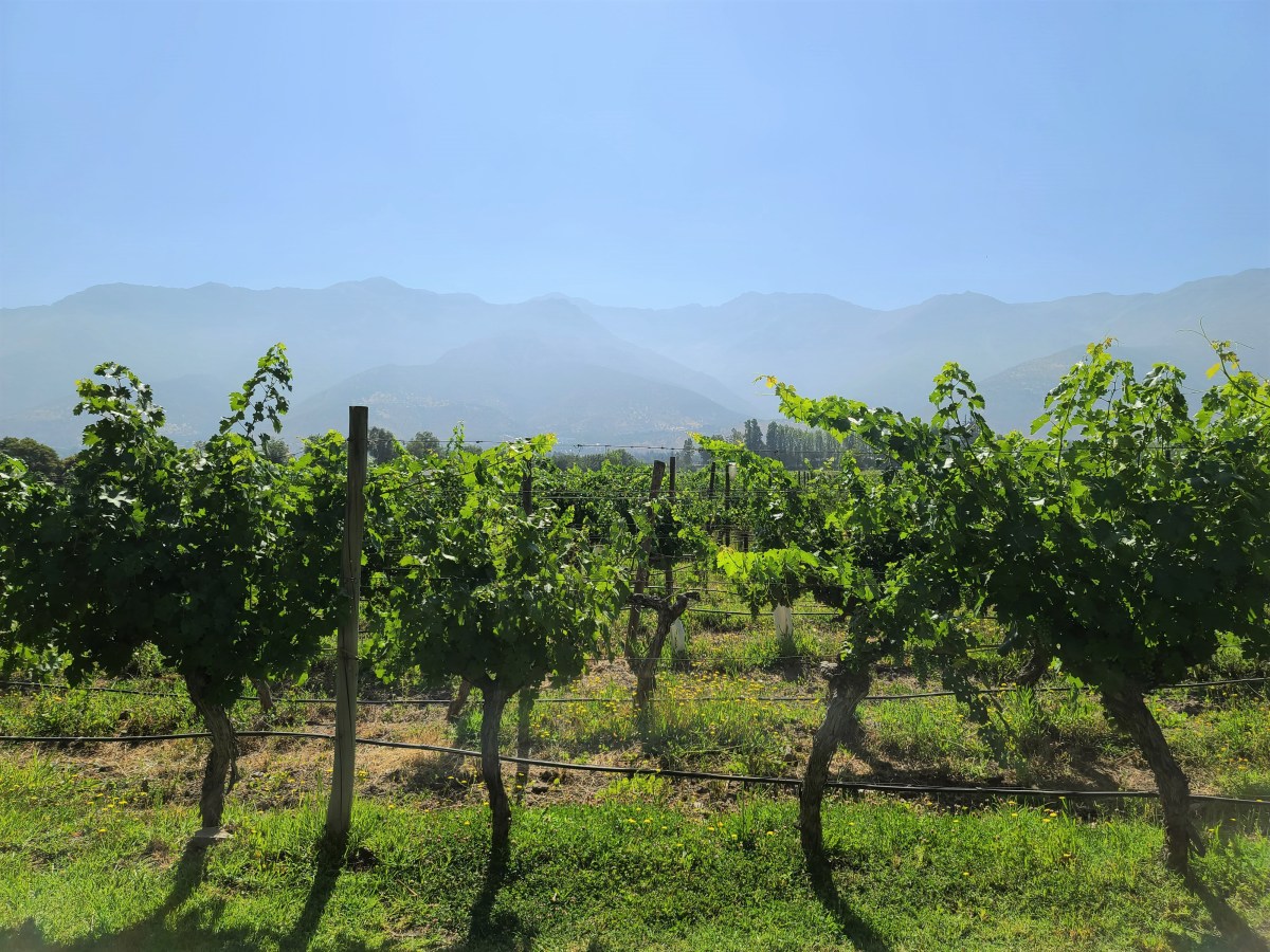 Best Wineries in the Maipo Valley, Chile - SHORT GIRL ON TOUR