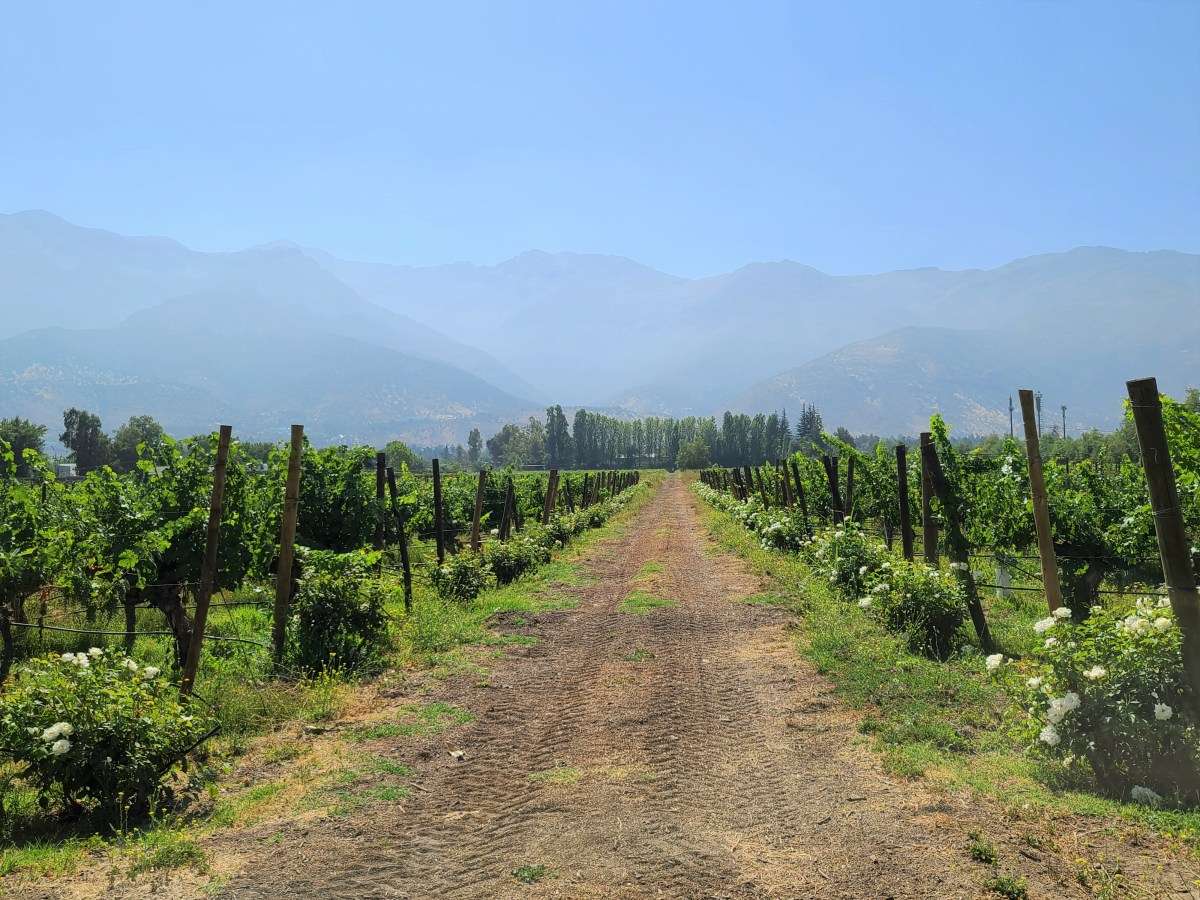 Best Wineries in the Maipo Valley, Chile - SHORT GIRL ON TOUR